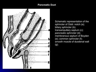 Liver, biliary system, pancreas and spleen | PPT