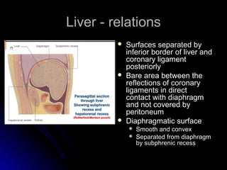 Liver, biliary system, pancreas and spleen | PPT