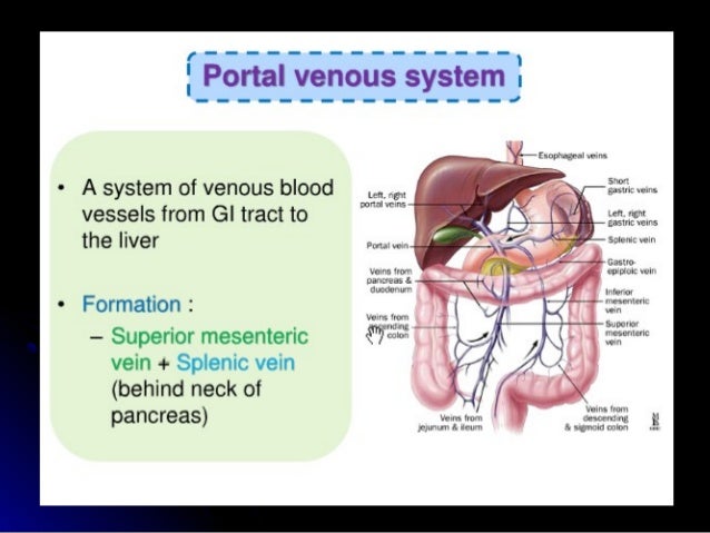Liver, biliary system, pancreas and spleen