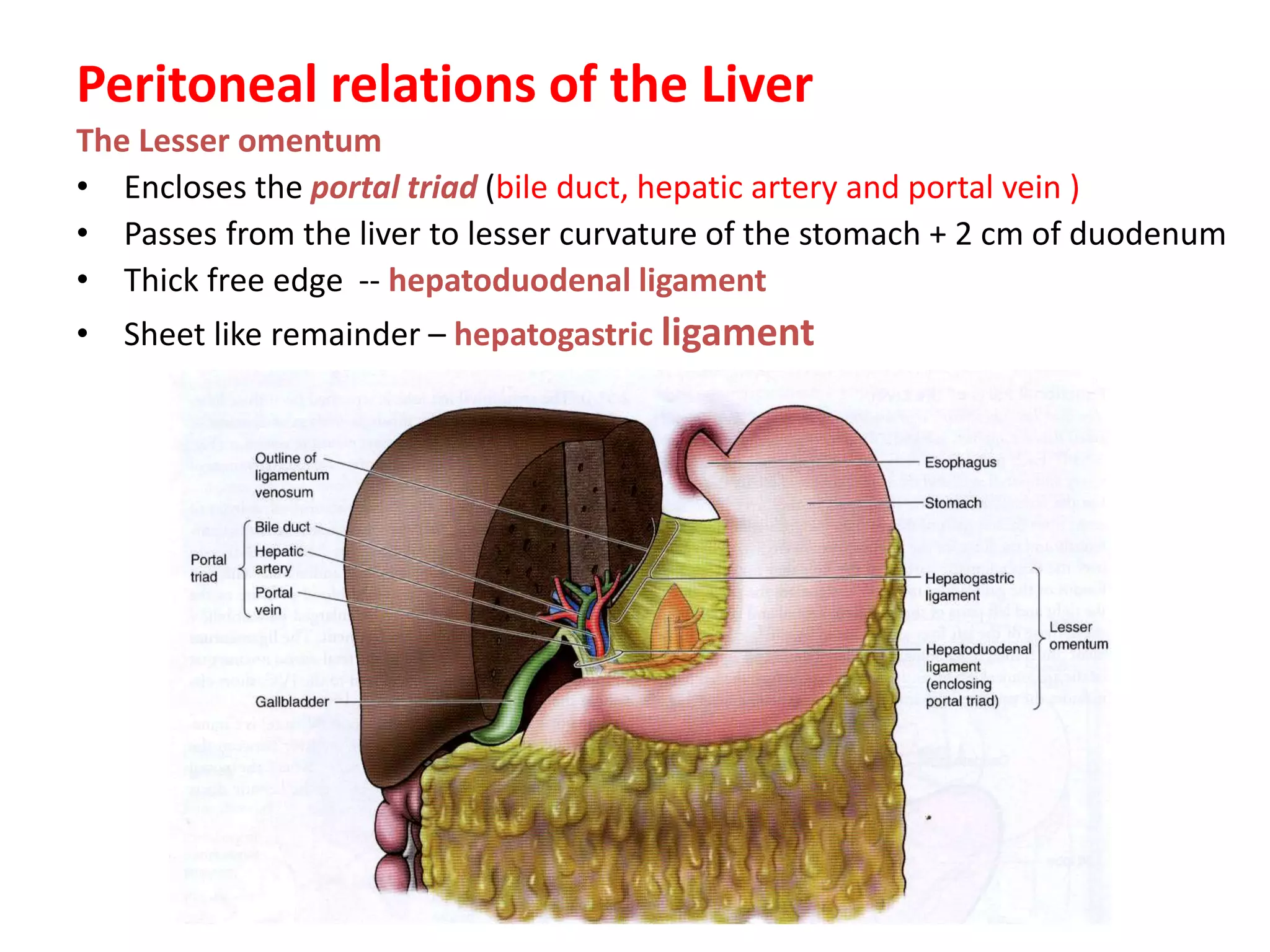Liver & billary apparatus | PPTX