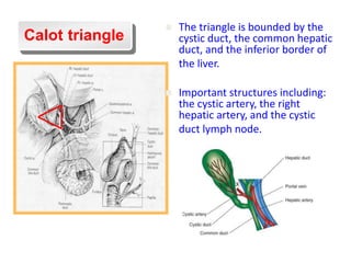 Liver & billary apparatus | PPTX