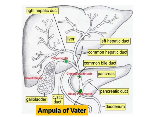 Gallbladder Infundibulum