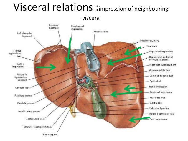 Liver & billary apparatus