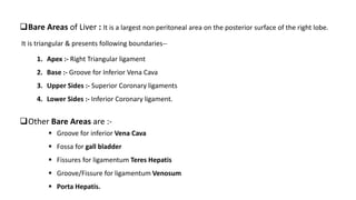 Anatomy of Liver in short form for 1st professional medical student | PDF