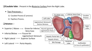 Anatomy of Liver in short form for 1st professional medical student | PDF