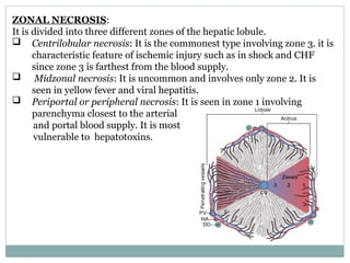 liver cell necrosis and its significance.pptx
