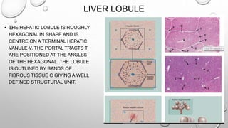 Liver cells carcinoma, liver cirrhosis, hepatitis(1).pptx