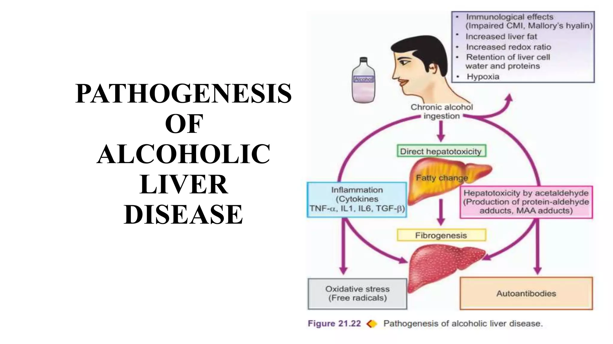 Pathophysiology of liver cirrhosis and alcholoic liver disease | PPTX