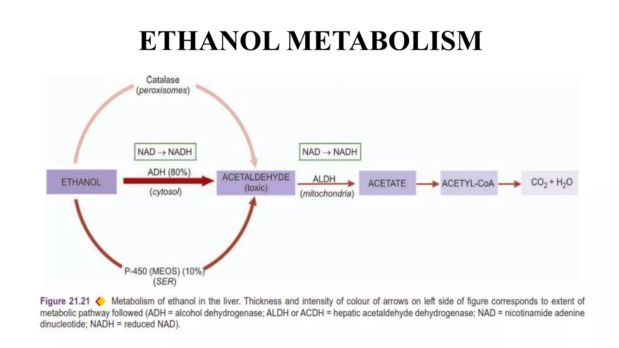 Pathophysiology of liver cirrhosis and alcholoic liver disease | PPTX