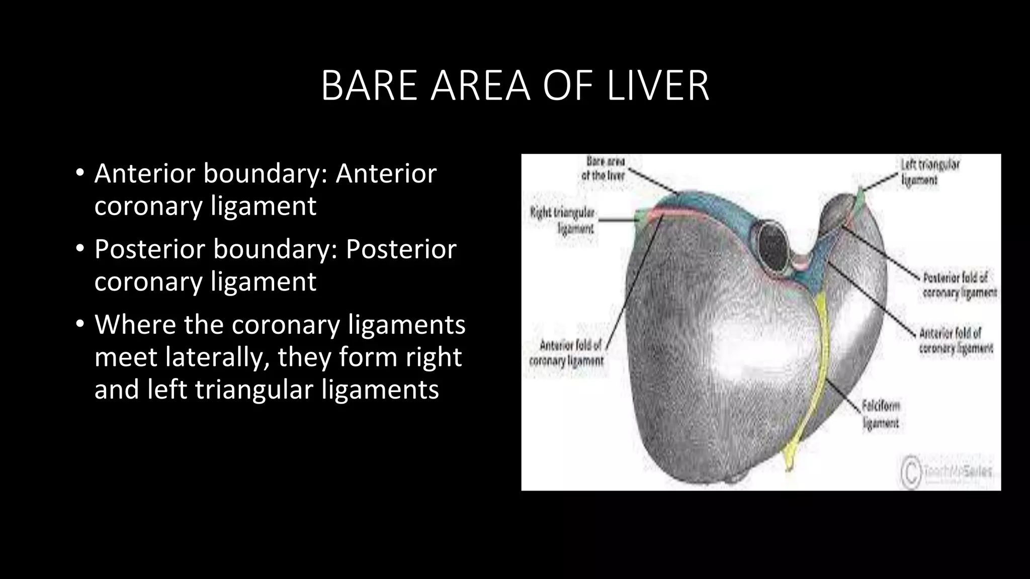 Liver ct anatomy(1).pptx