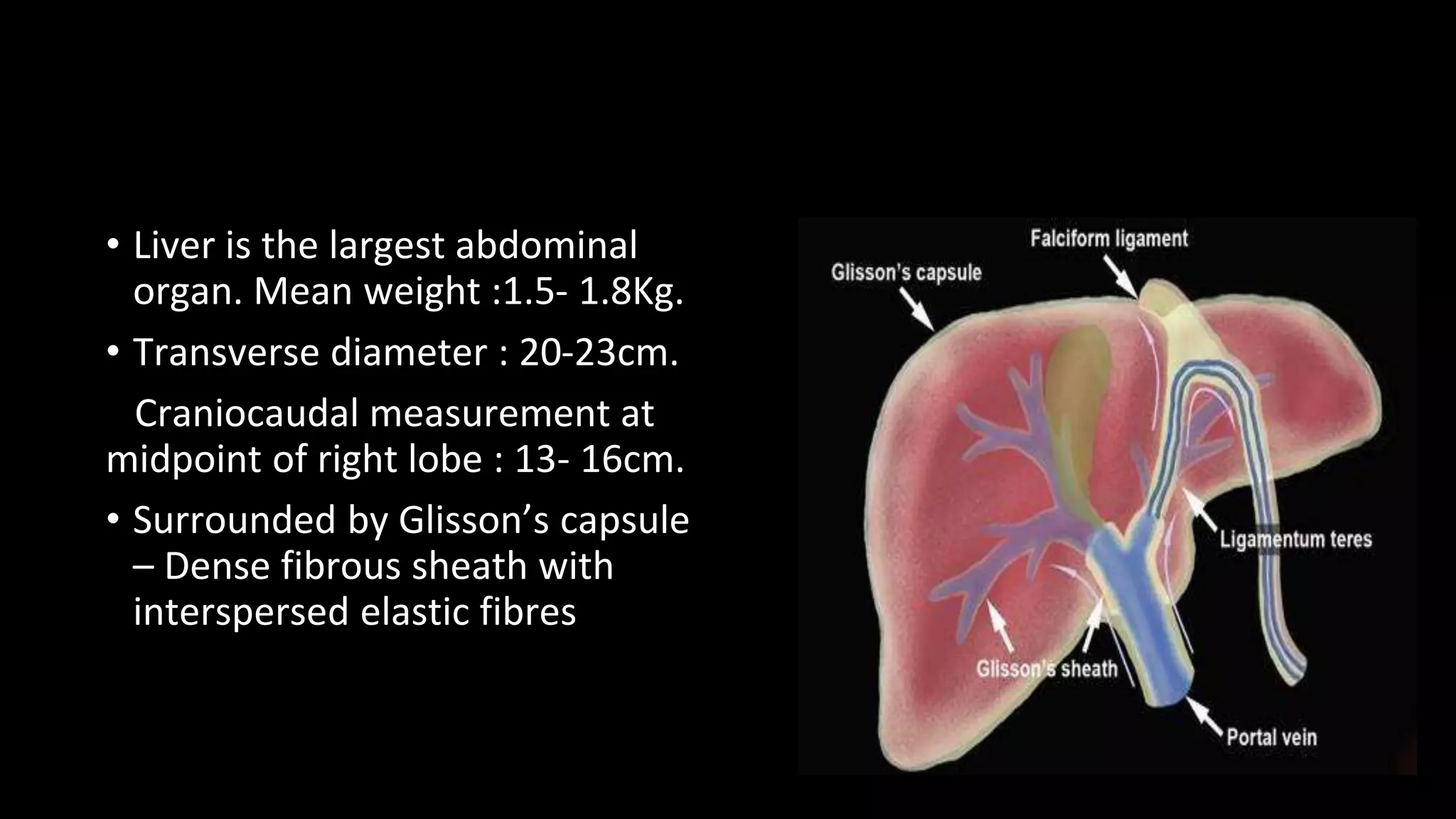 Liver ct anatomy(1).pptx