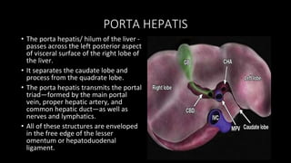 Liver ct anatomy(1).pptx