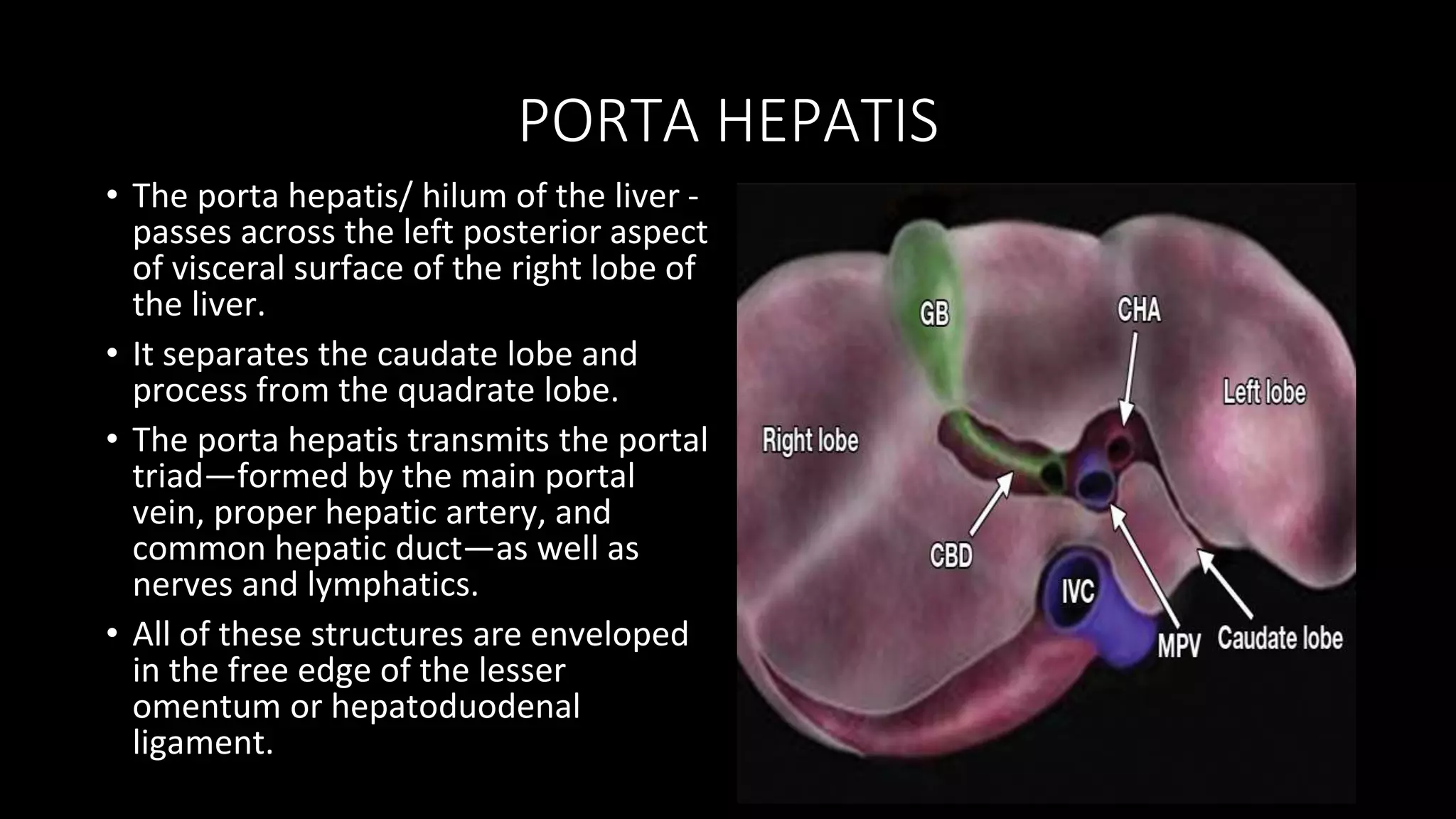 Liver ct anatomy 2.pptx