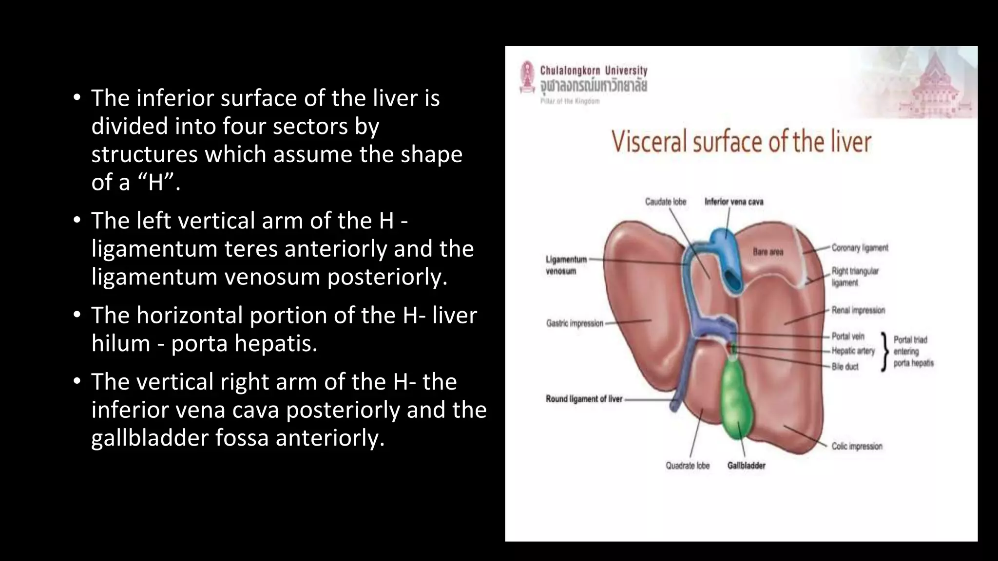 Liver ct anatomy 2.pptx