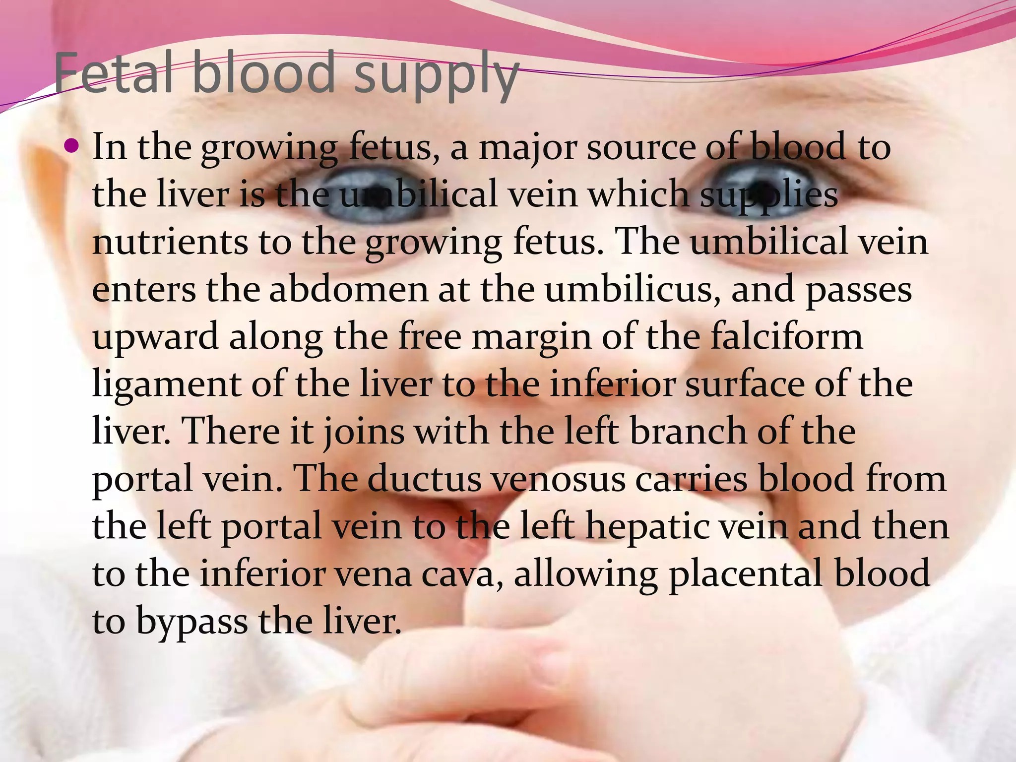 Liver development | PPTX