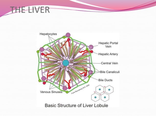 Liver development | PPTX