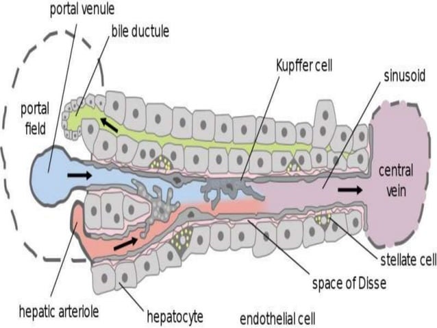 Liver development | PPTX