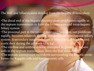 Liver development (hepatogenesis) | PPTX