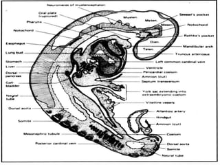 Liver development (hepatogenesis) | PPTX