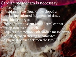 Liver development (hepatogenesis) | PPTX