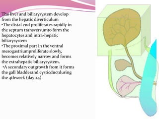 Liver development (hepatogenesis) | PPTX