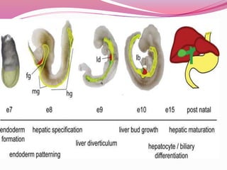 Liver development (hepatogenesis) | PPTX