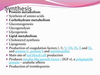 Liver development (hepatogenesis) | PPTX
