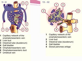 Liver development (hepatogenesis) | PPTX