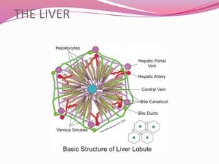 Liver development (hepatogenesis) | PPTX