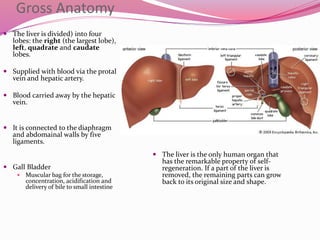 Liver development (hepatogenesis) | PPTX
