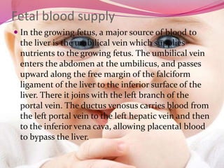Liver development (hepatogenesis) | PPTX
