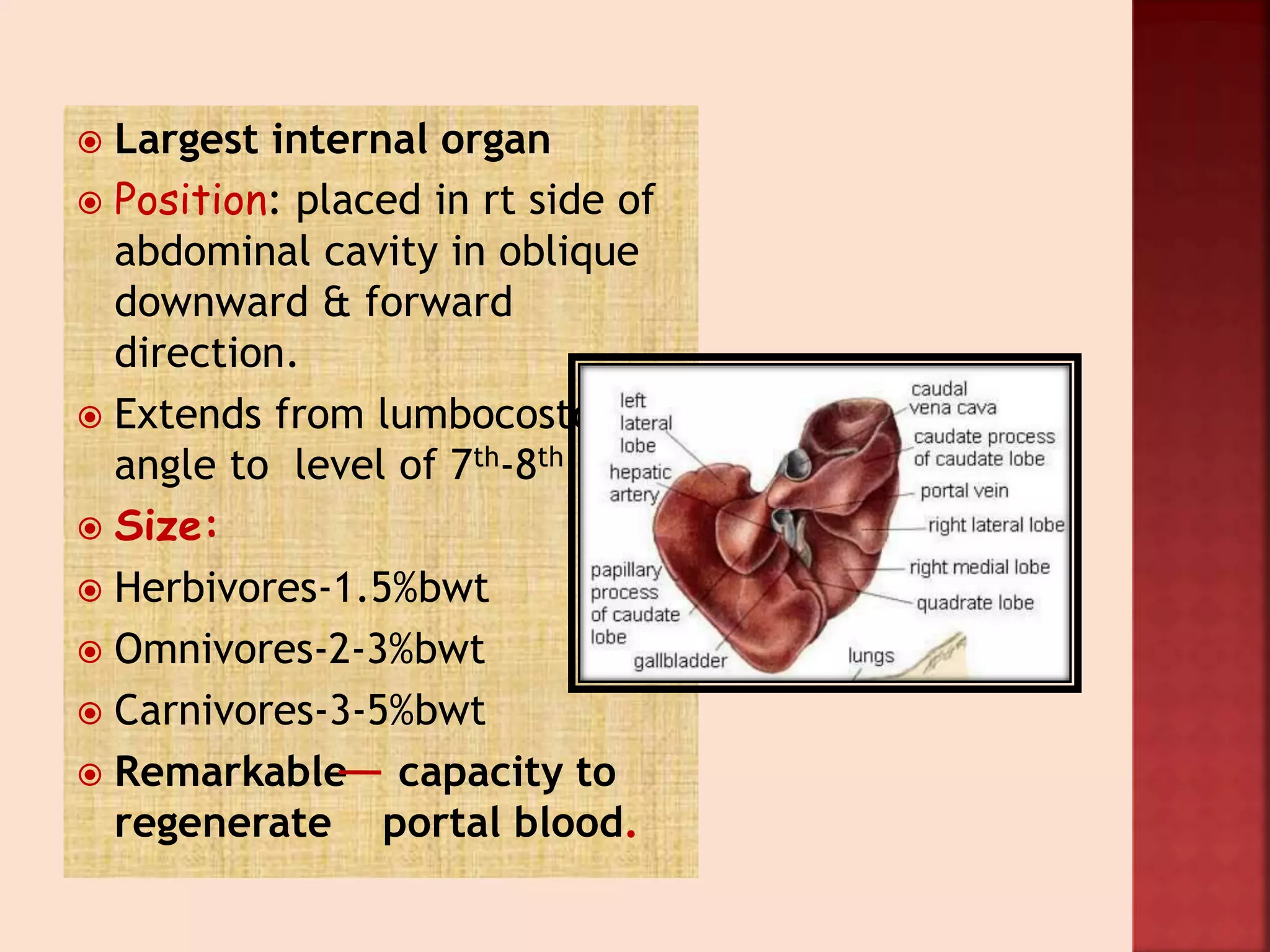 Liver diseases in cattle | PPTX