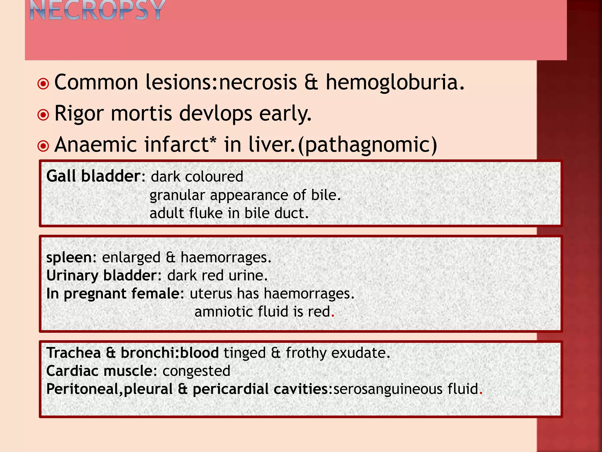 Liver diseases in cattle | PPTX