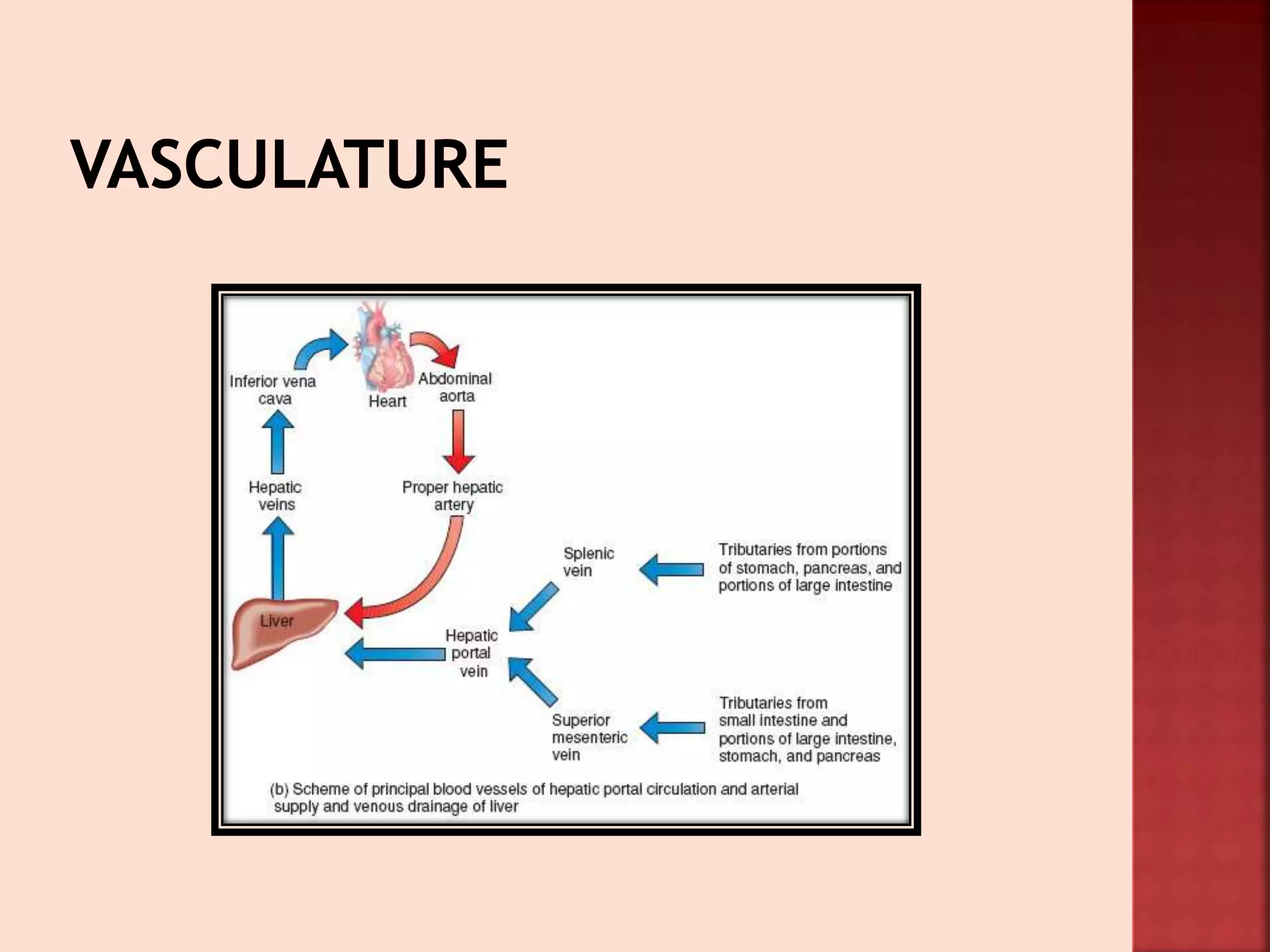 Liver diseases in cattle | PPTX