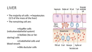 APPROACH TO LIVER DISEASES AND ETIOPATHOGENESIS | PPT