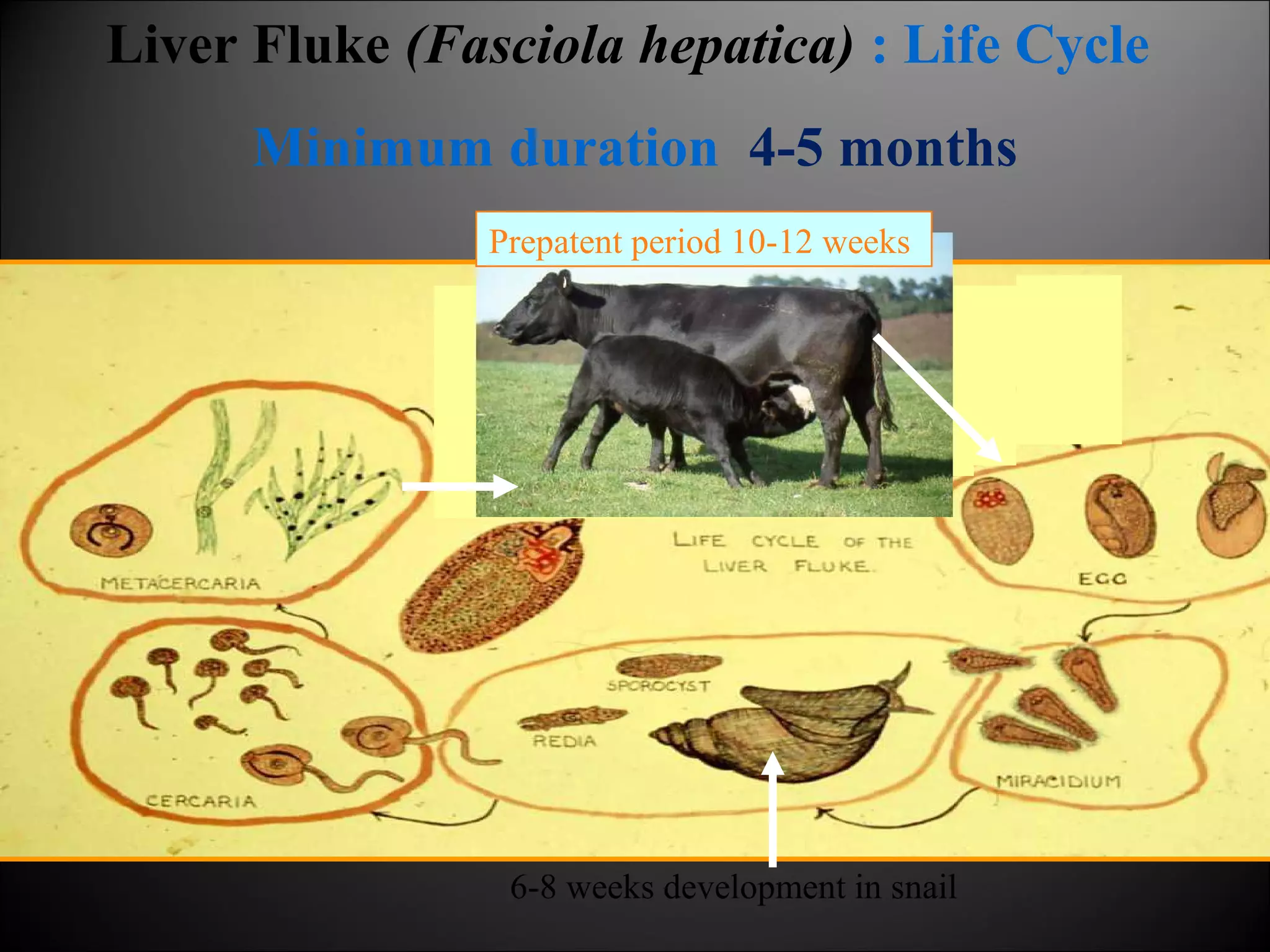 Liverfluke | PPT