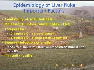 Liverfluke | PPT