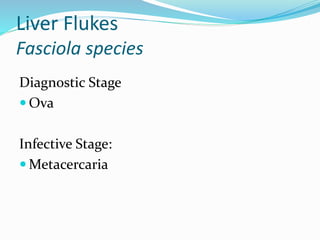 Liver flukes | PPTX