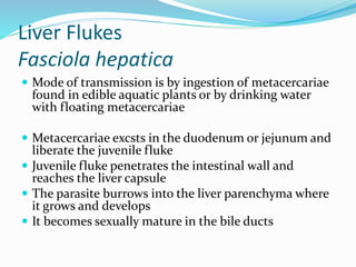 Liver flukes | PPTX