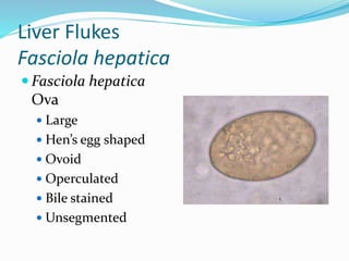 Liver flukes | PPTX
