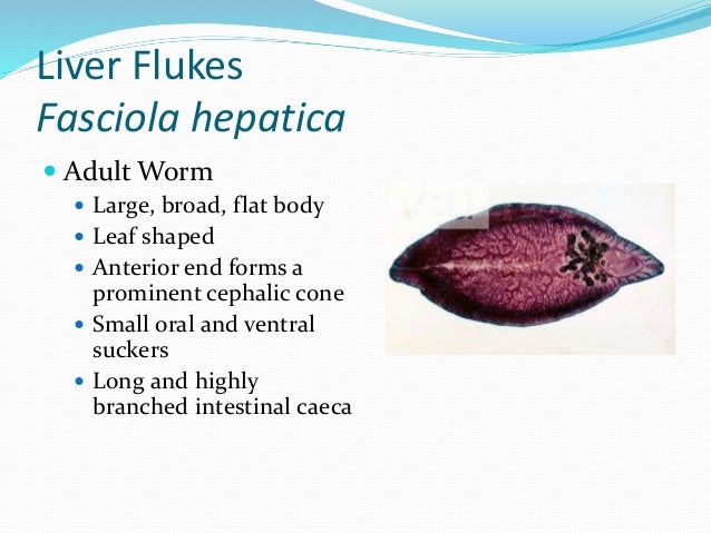 Liver flukes
