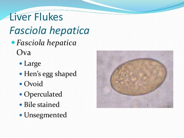 Fasciola Hepaticaliver Fluke Structure Biozoom