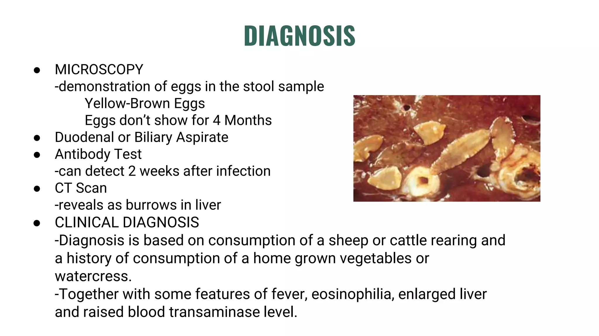 Liver flukes F. hepatica F. gigantica | PPTX