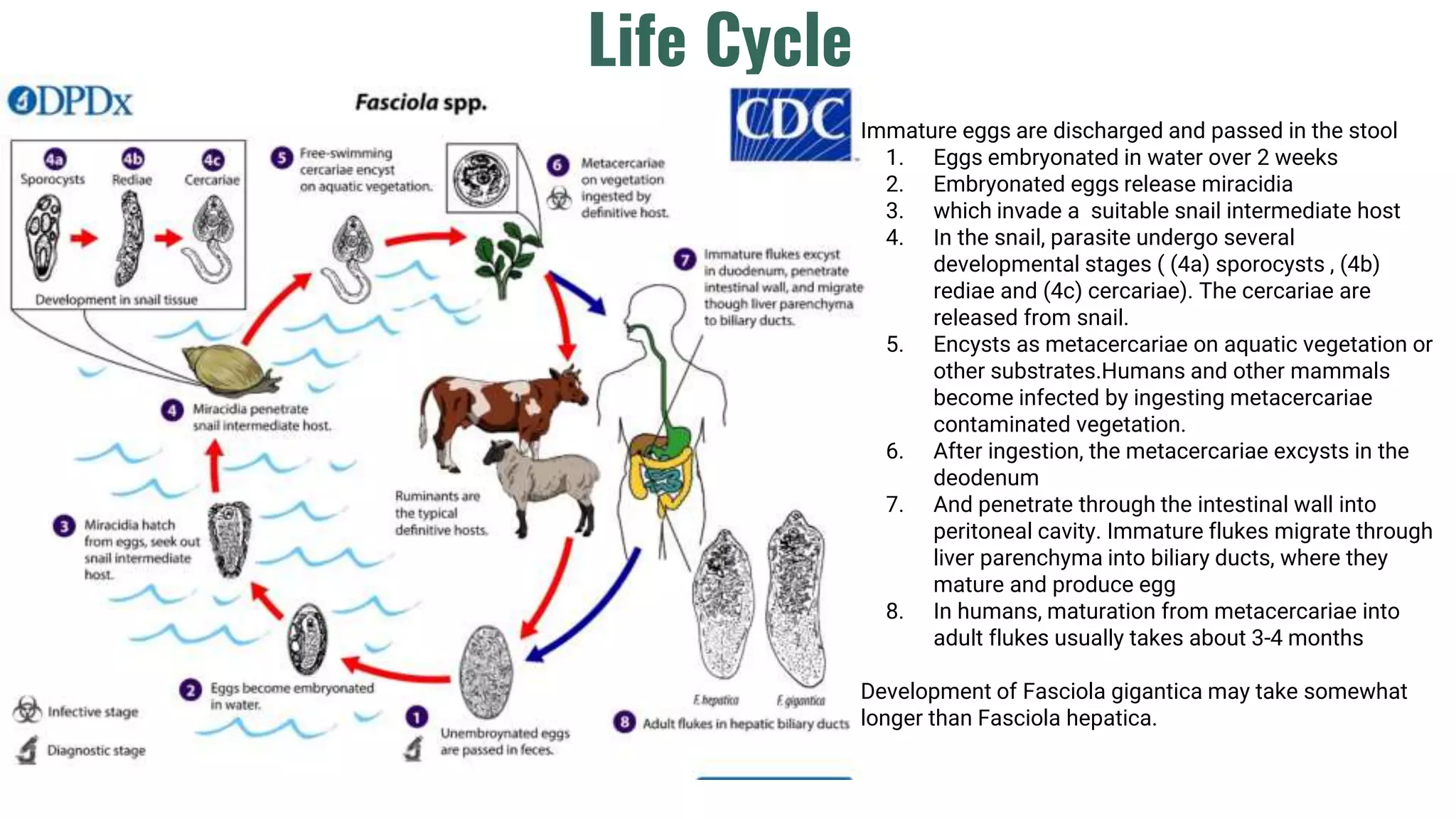 Liver flukes F. hepatica F. gigantica | PPTX