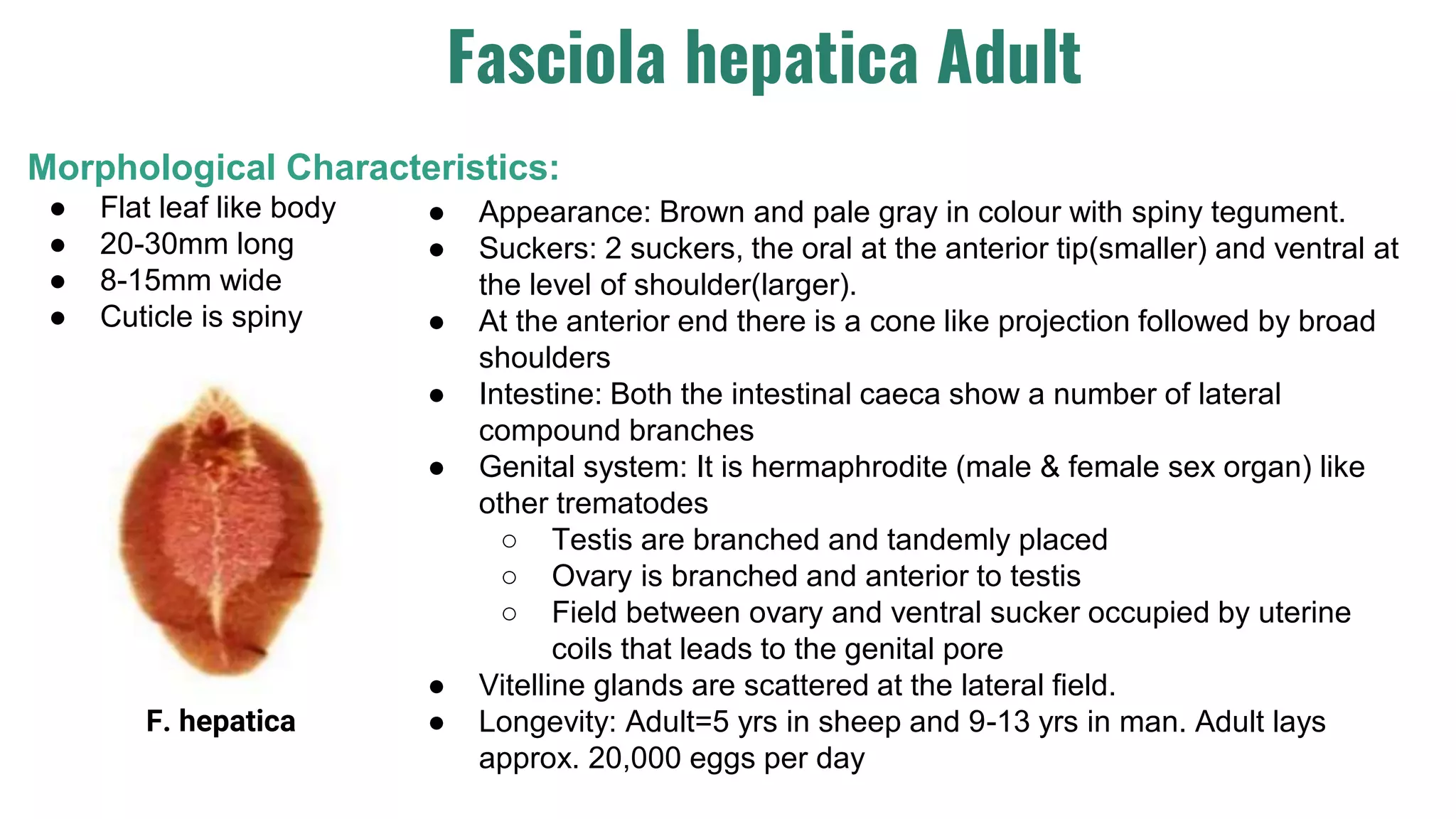 Liver flukes F. hepatica F. gigantica | PPTX