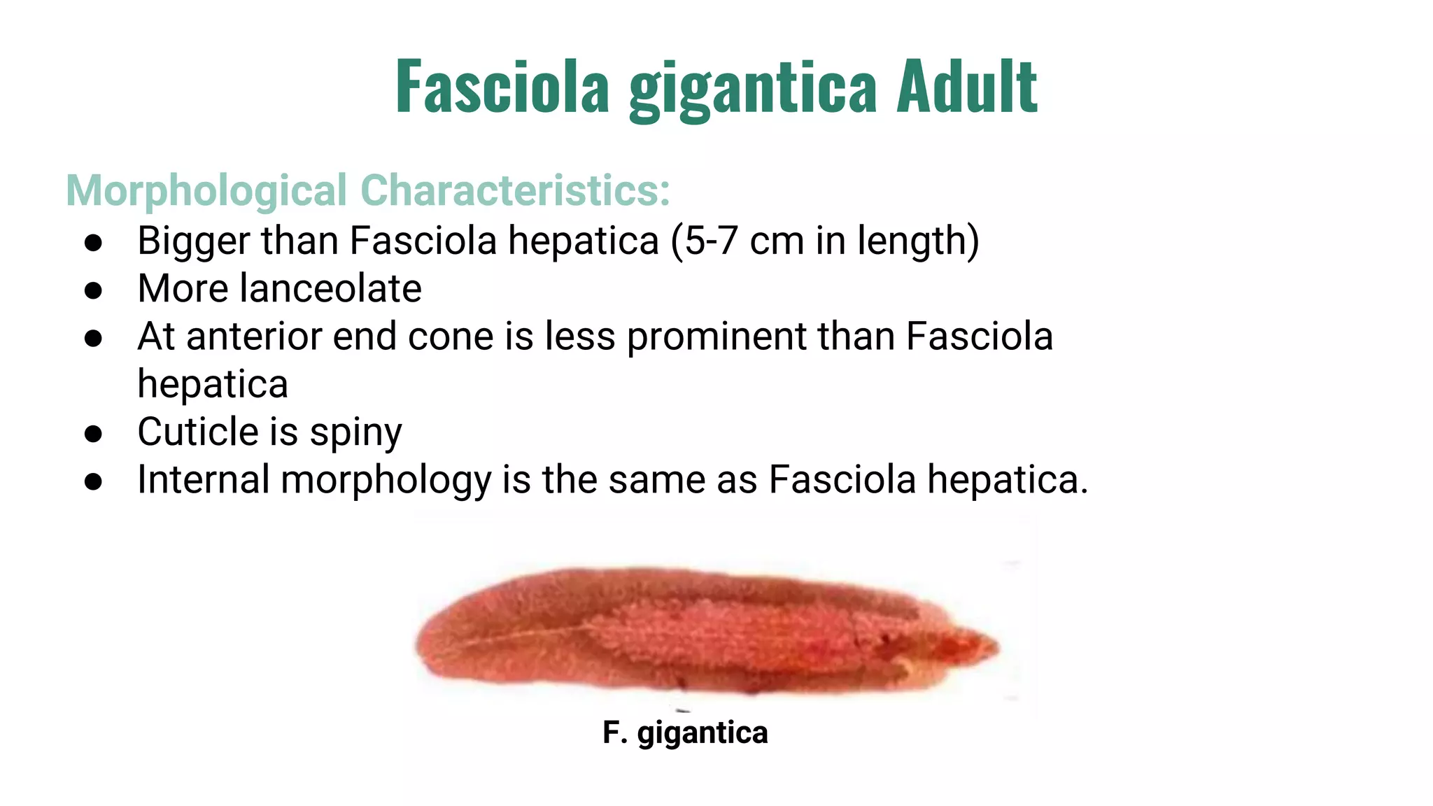 Liver flukes F. hepatica F. gigantica | PPTX