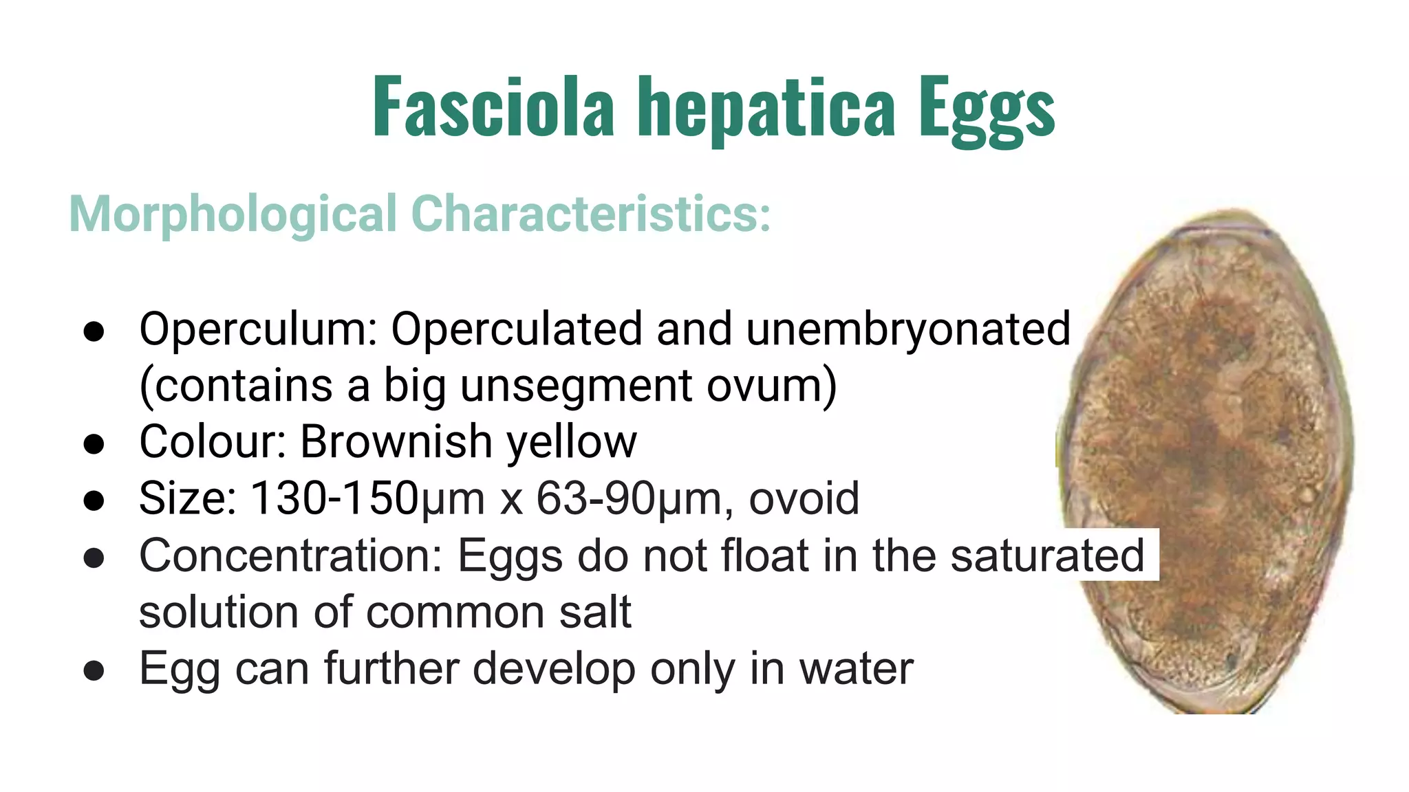 Liver flukes F. hepatica F. gigantica | PPTX