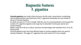 Liver flukes F. hepatica F. gigantica | PPTX