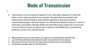 Liver flukes F. hepatica F. gigantica | PPTX