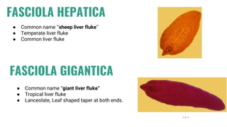 Fasciola Gigantica Labelled